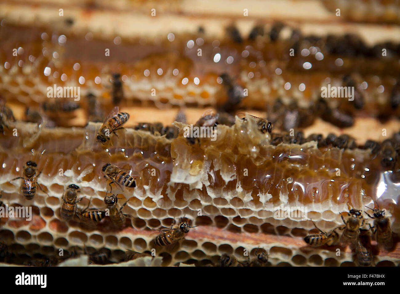 Beekeeping hi-res stock photography and images - Alamy