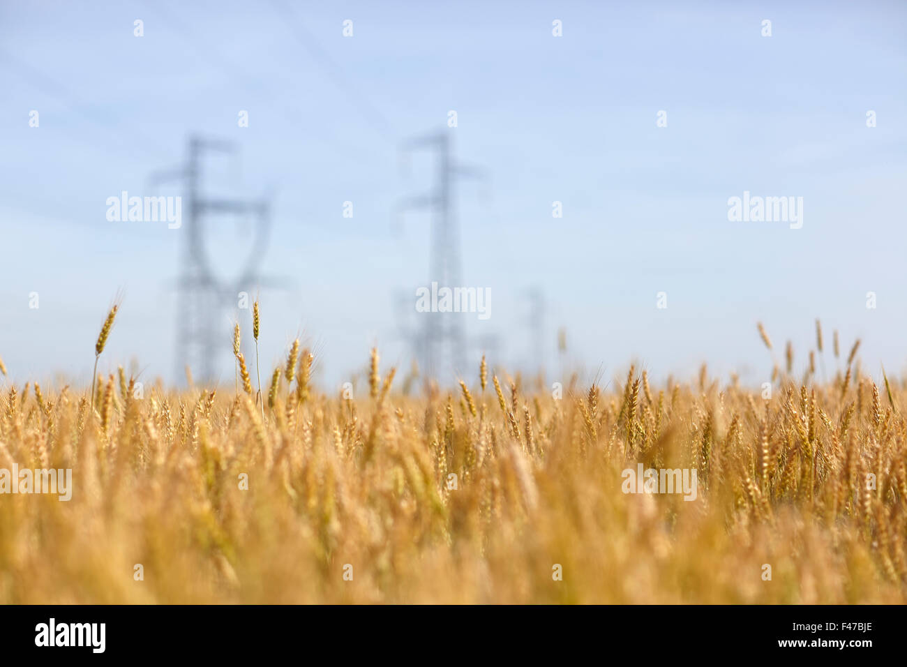 Wheat power lines hi-res stock photography and images - Alamy