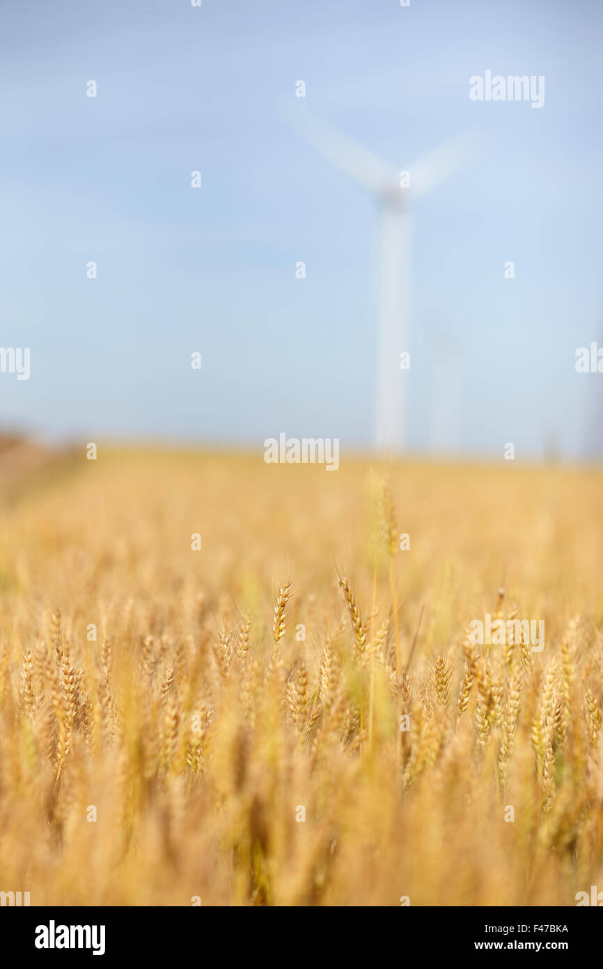 Wheat science hi-res stock photography and images - Alamy