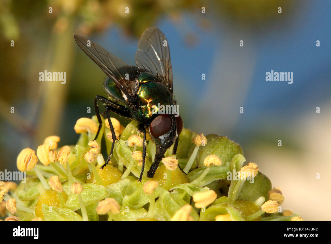 A close-up of hoverflies on a flower, Sweden Stock Photo - Alamy