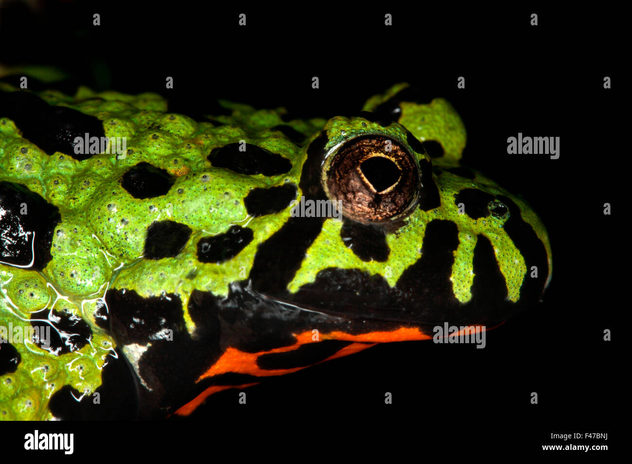 Frog skin texture hi-res stock photography and images - Alamy