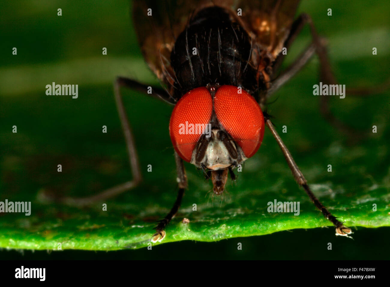Anthomyiid flies hi-res stock photography and images - Alamy