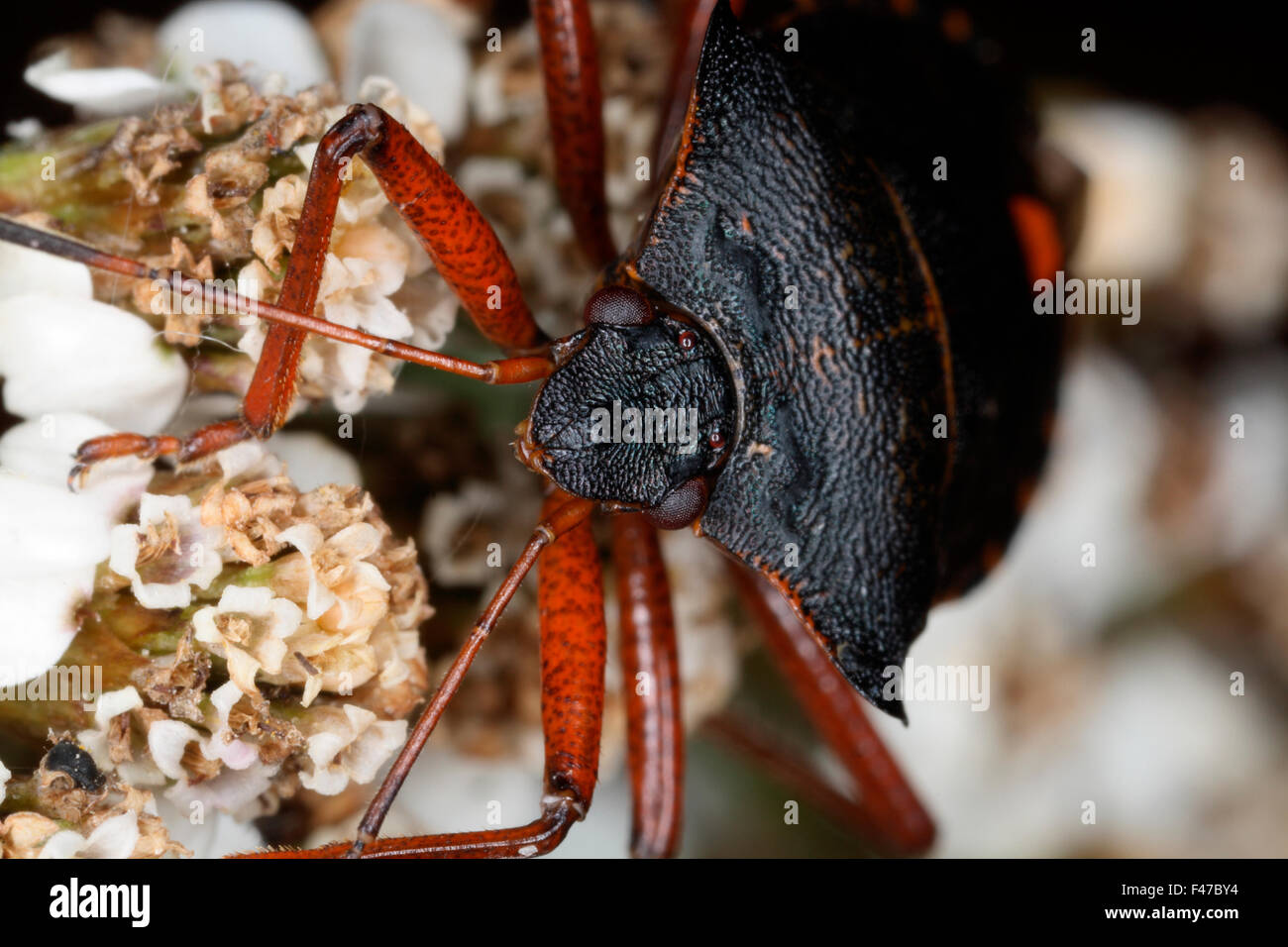 A sloebug, close-up, Sweden Stock Photo - Alamy