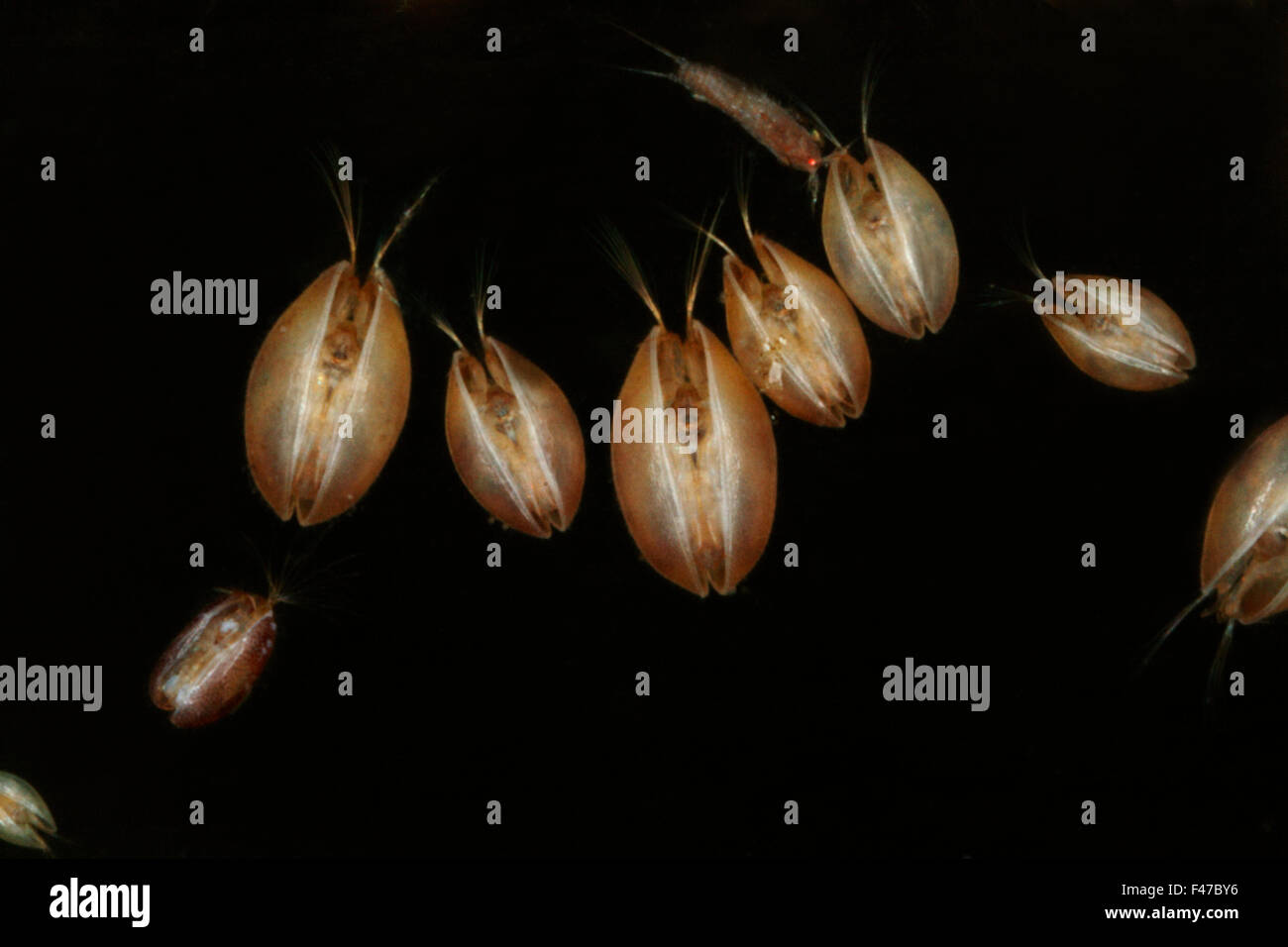 Seed shrimps, close-up, Sweden Stock Photo - Alamy