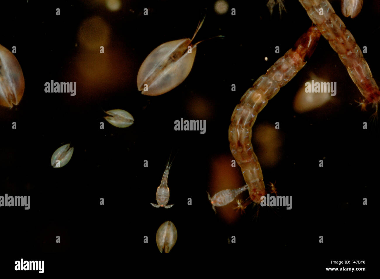 Seed Shrimp Under A Microscope