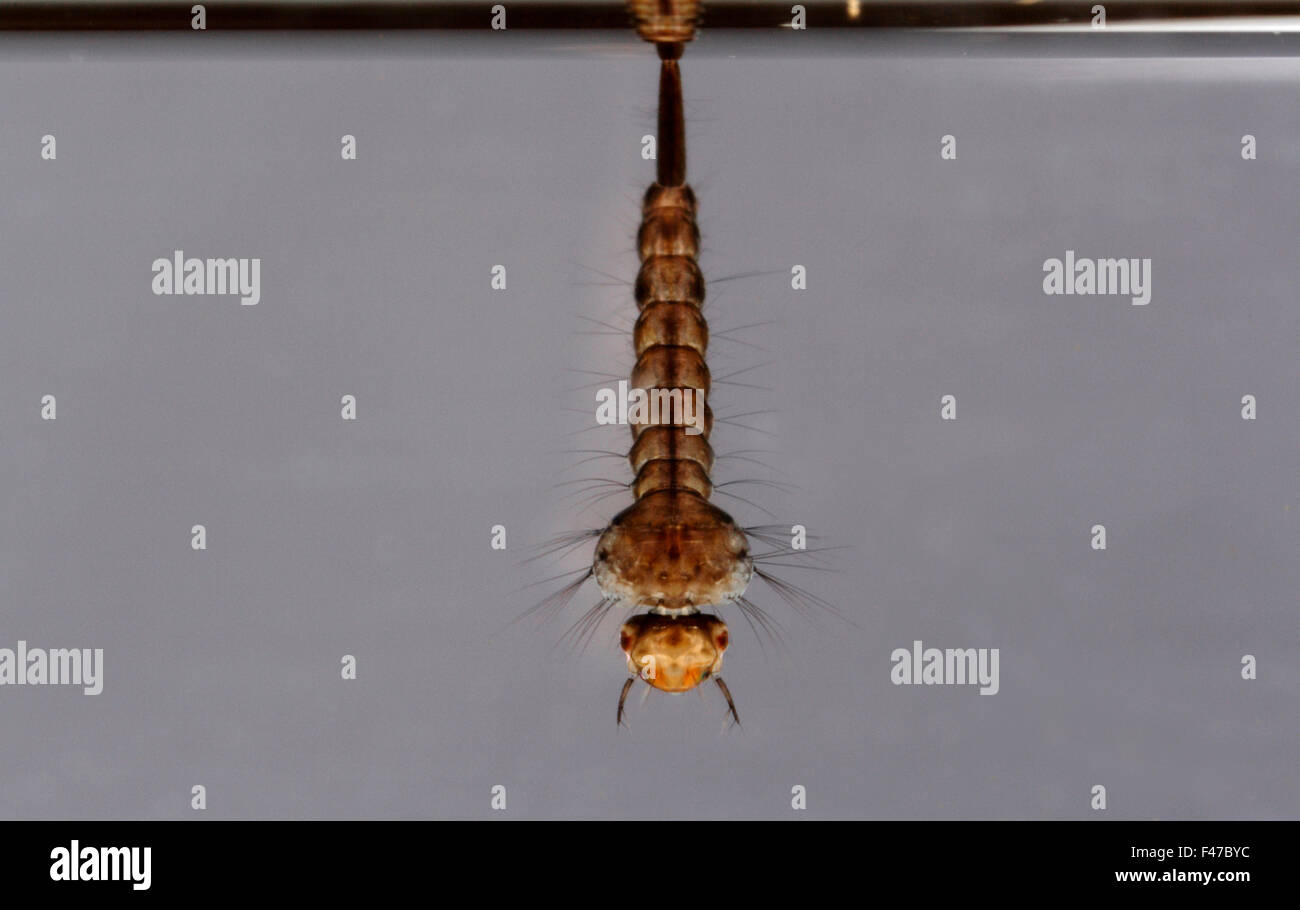 Culex pipiens larva hi-res stock photography and images - Alamy