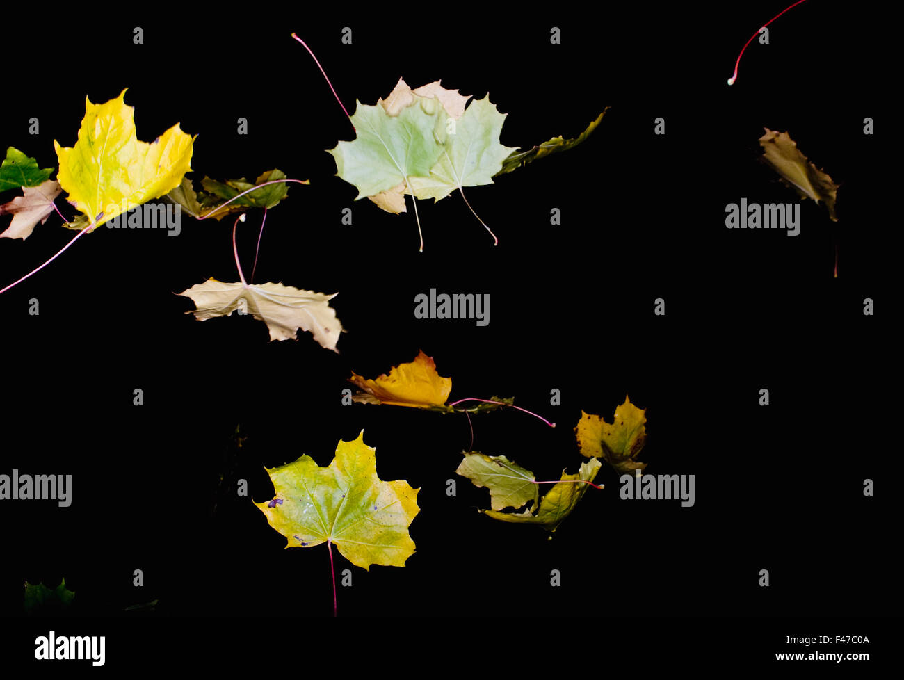 Leaves falling hi-res stock photography and images - Alamy