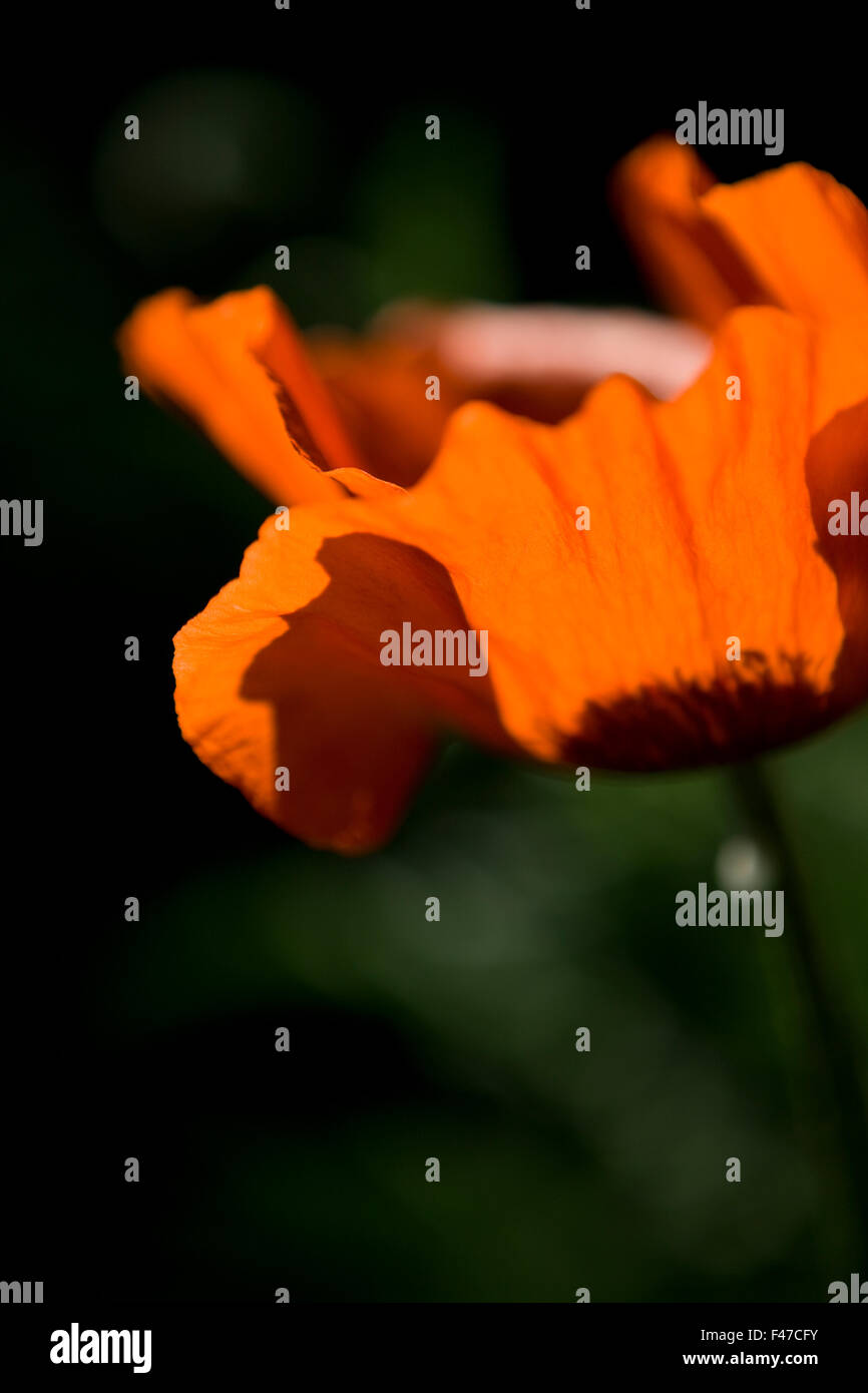 Macro poppy image hi-res stock photography and images - Alamy