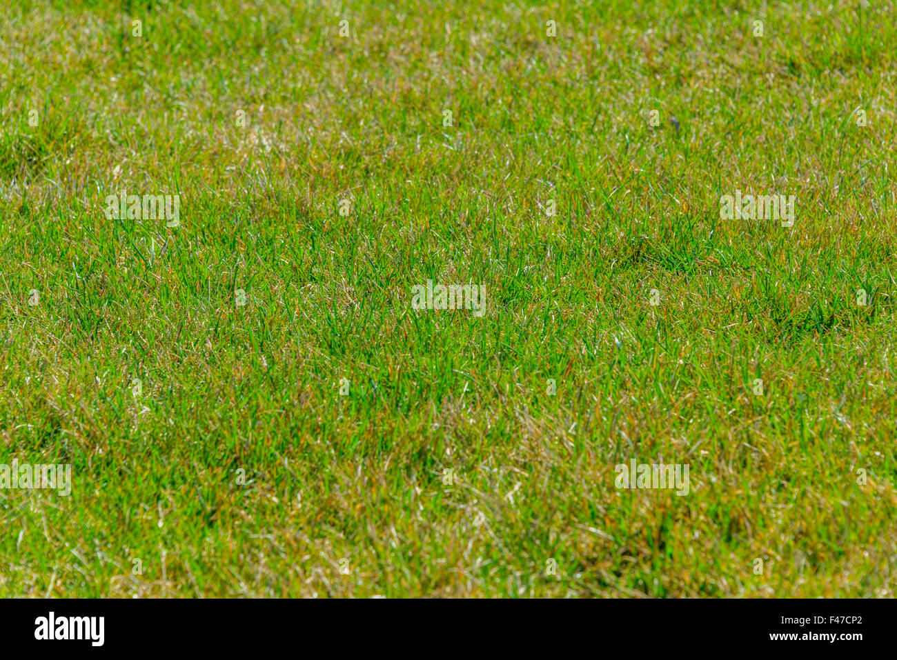 Close up of green grass for your background Stock Photo - Alamy