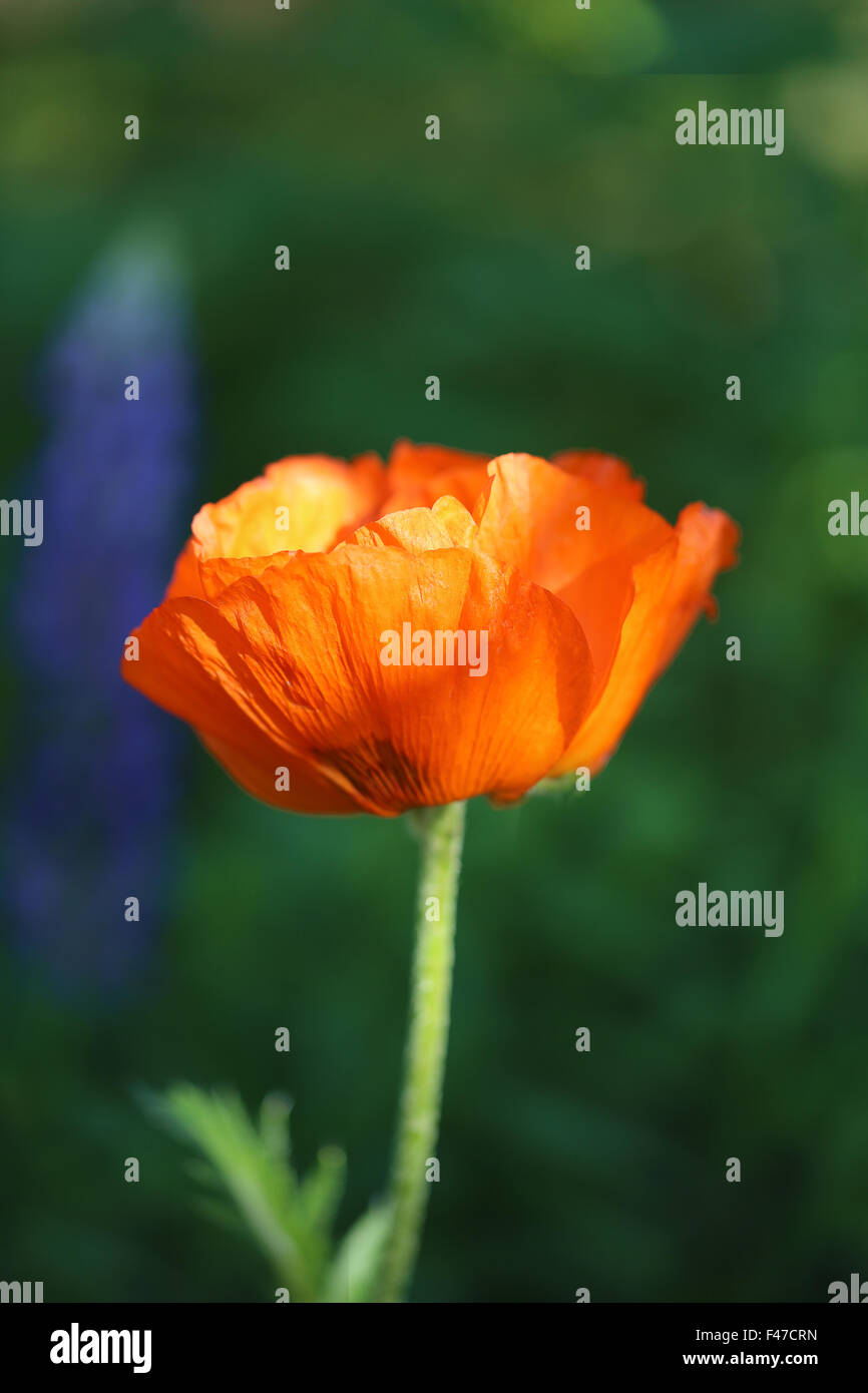 beautiful large red poppy flower photographed close up Stock Photo - Alamy