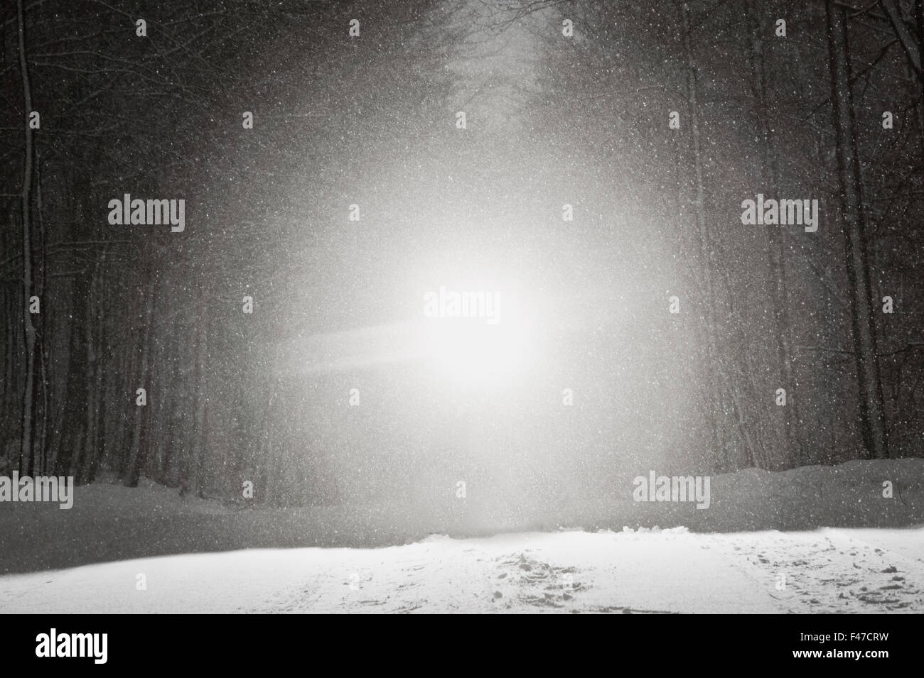 A surreal light in a forest, Sweden Stock Photo - Alamy