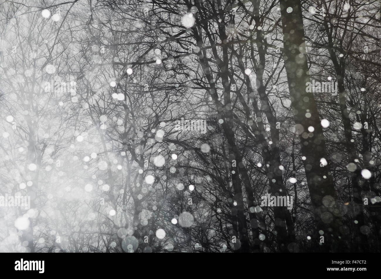 Snow falling in a forest, Sweden Stock Photo - Alamy