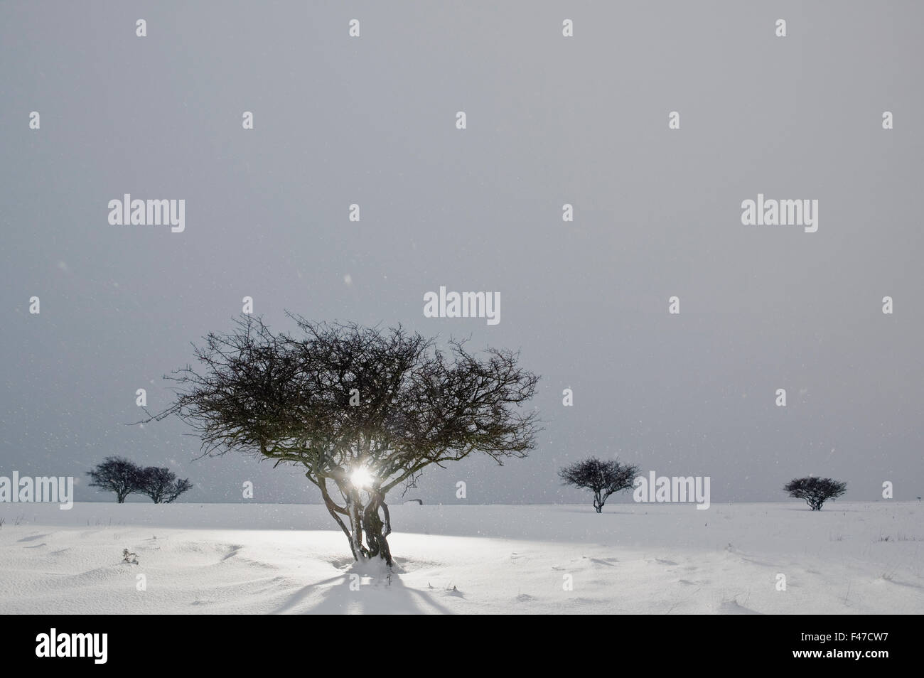 Snow falling over trees, Sweden Stock Photo - Alamy