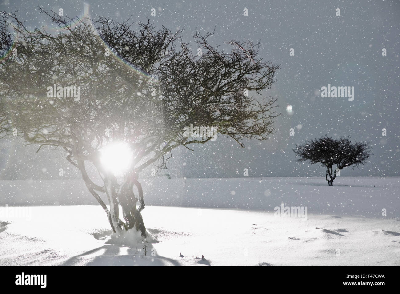 Snow falling over trees, Sweden Stock Photo - Alamy