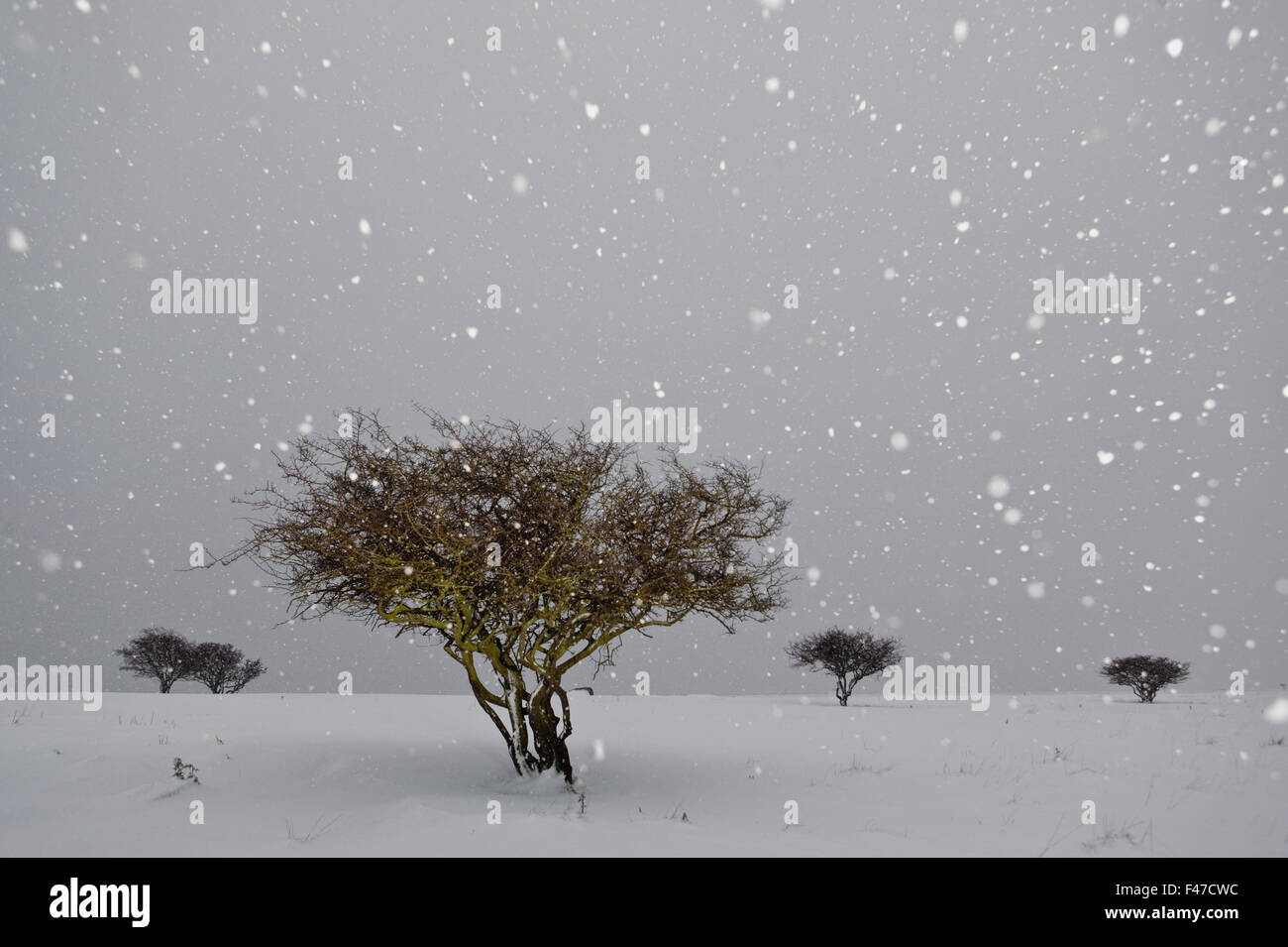 Falling over tree hi-res stock photography and images - Alamy