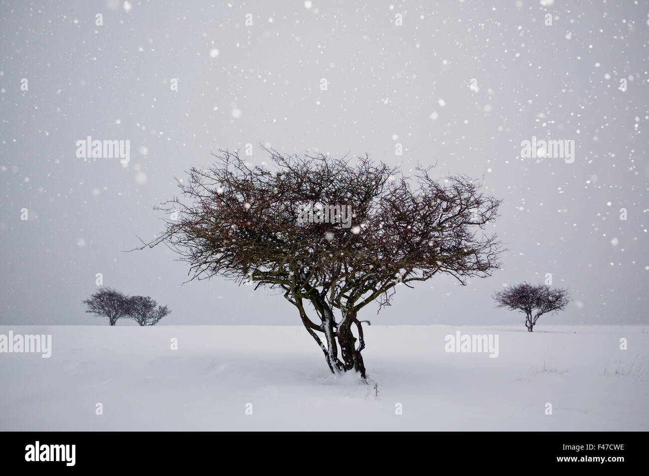 Snow falling over tree hi-res stock photography and images - Alamy