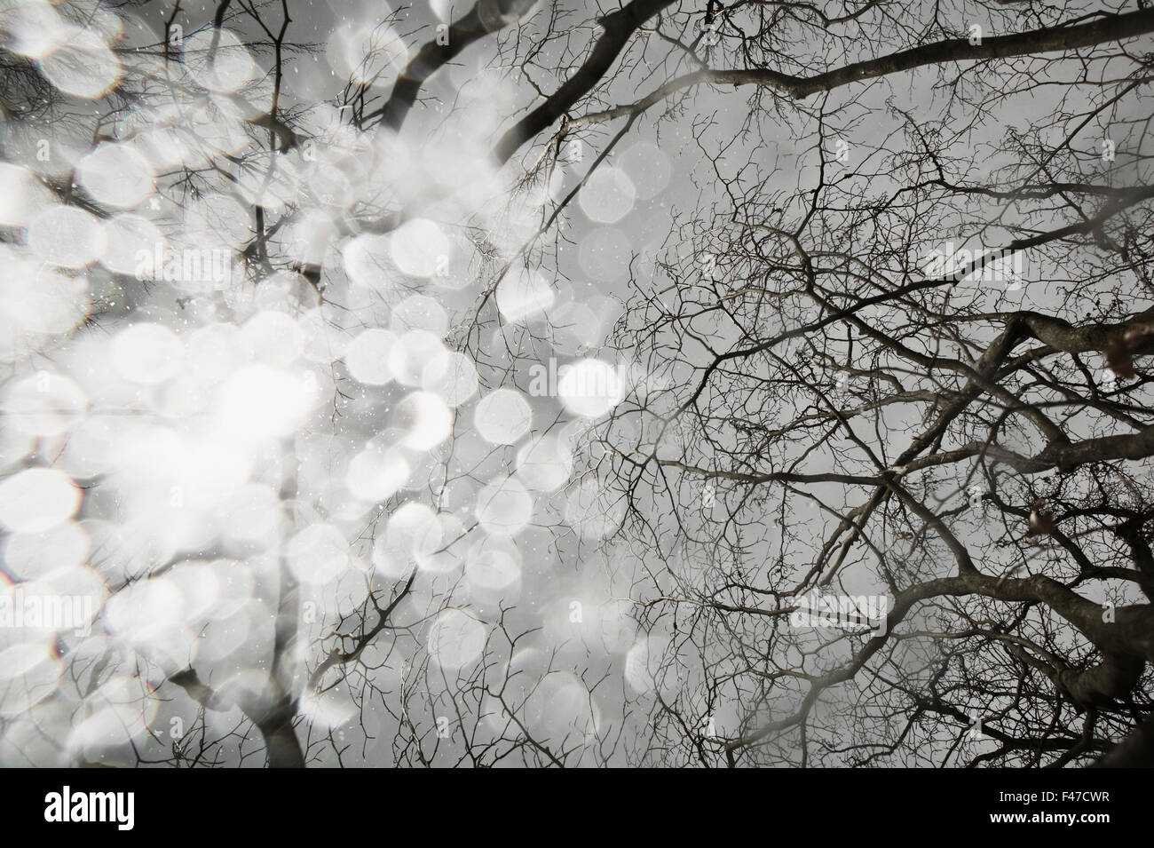 Silhouette beech tree in winter hi-res stock photography and images - Alamy