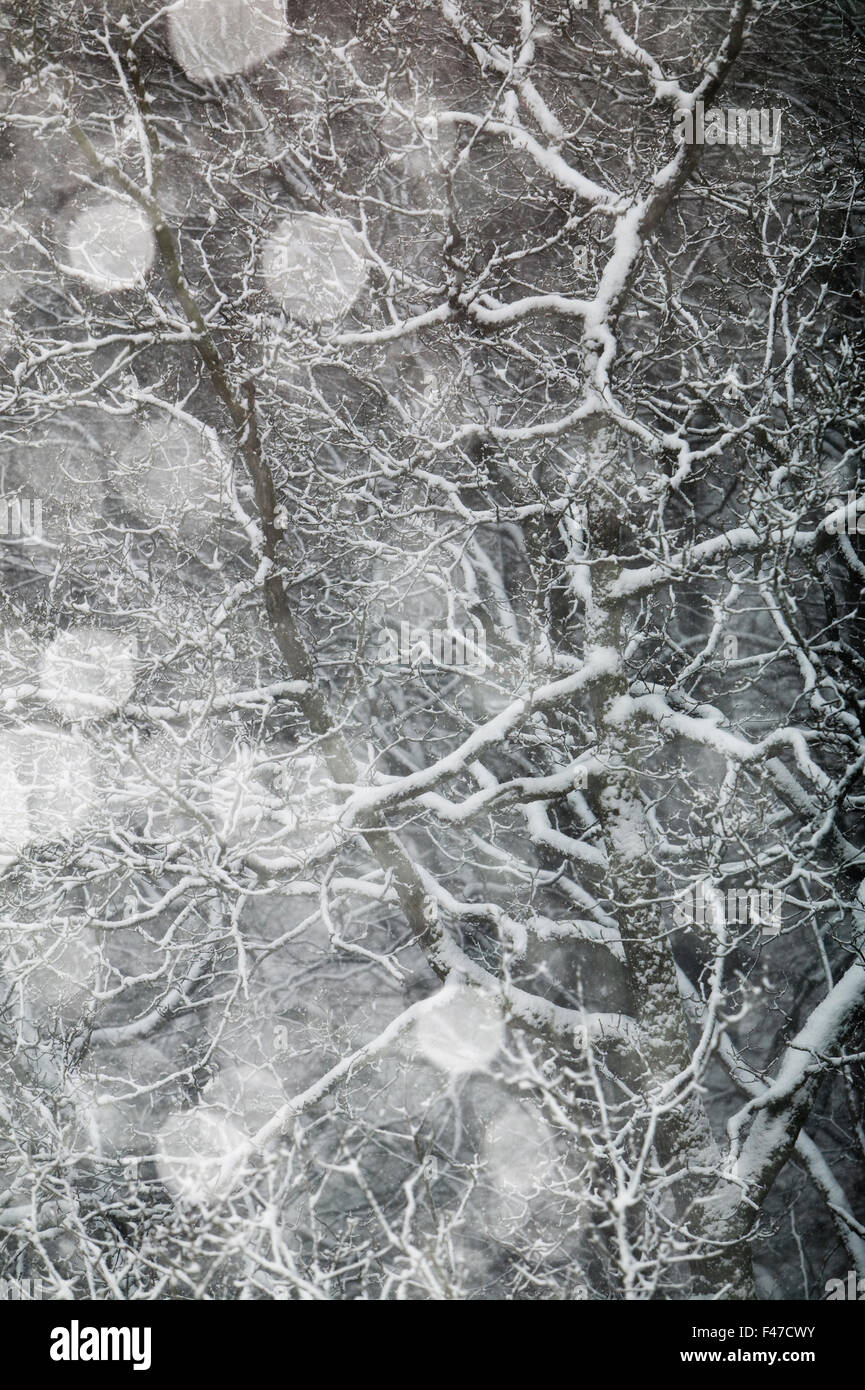 Fall of snow in a forest, Sweden Stock Photo - Alamy