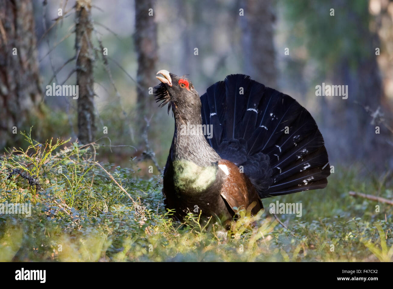 A capercaillie in the forest, Sweden Stock Photo - Alamy