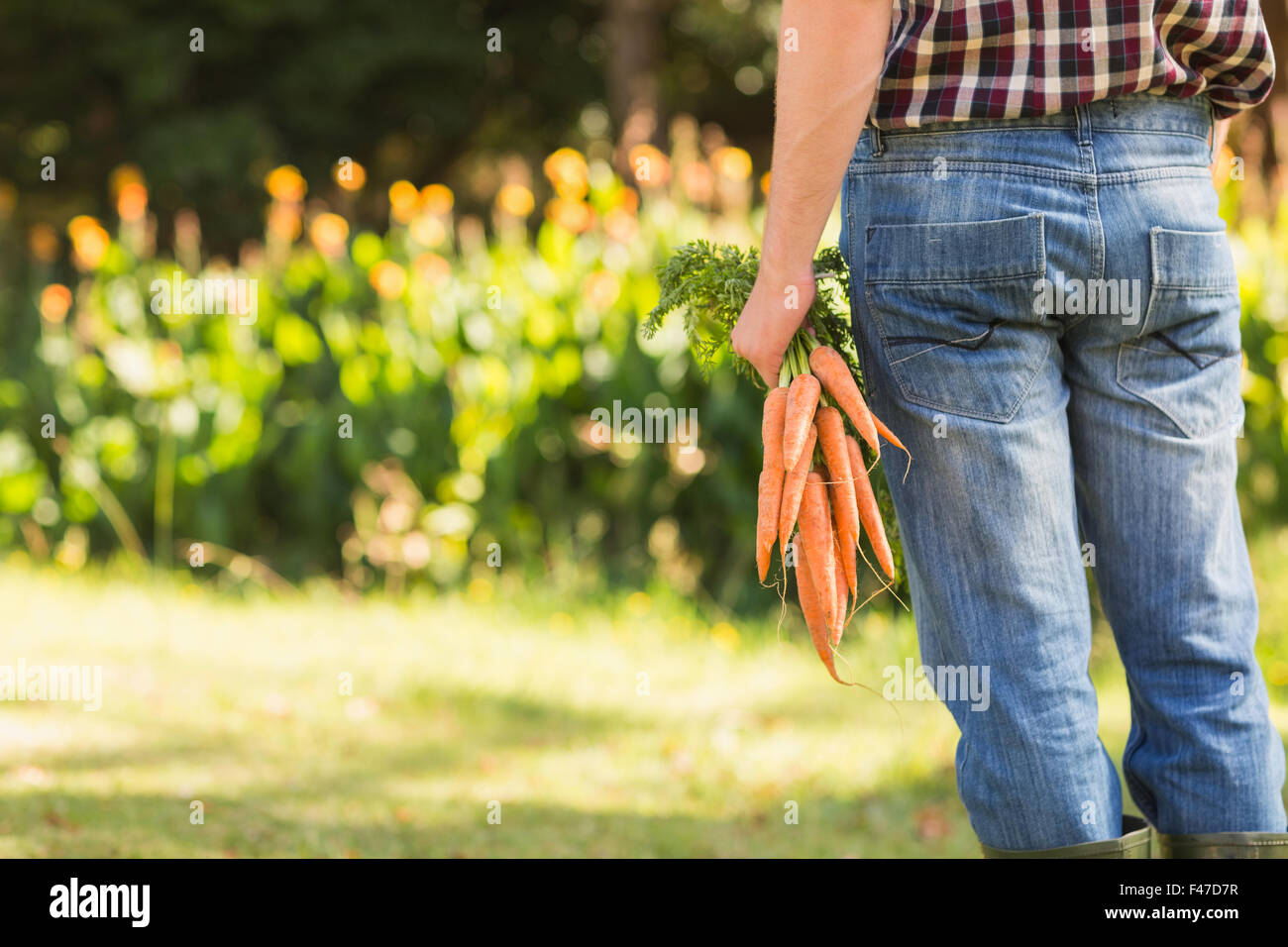 Rear view of farmer holding bunch of organic carrots Stock Photo - Alamy