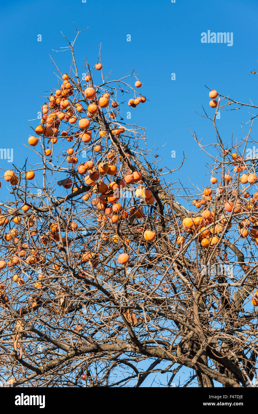 Persimmon fruits on the tree Stock Photo - Alamy