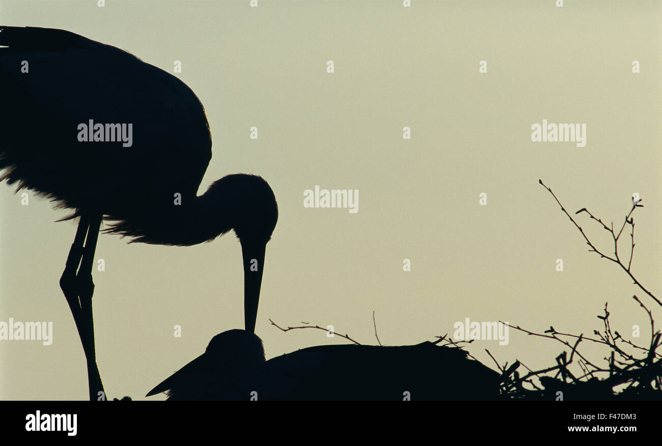 Two Storks Stock Photos & Two Storks Stock Images - Alamy