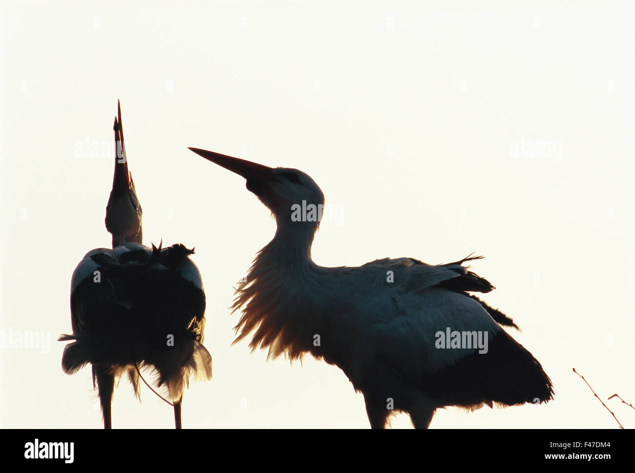 Two Storks Stock Photos & Two Storks Stock Images - Alamy