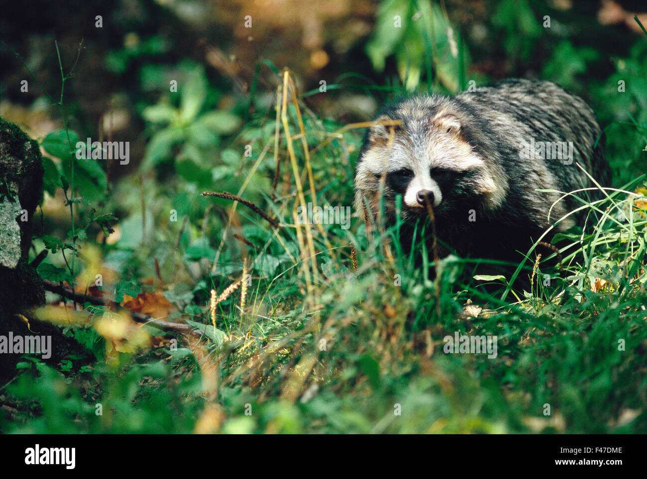 A raccoon dog in a forest, Sweden Stock Photo - Alamy