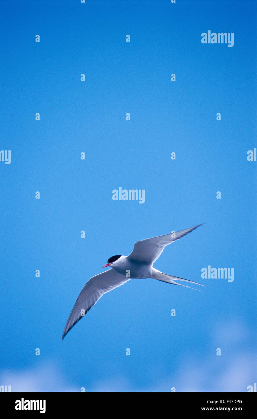 A sea swallow flying in the blue sky Stock Photo - Alamy
