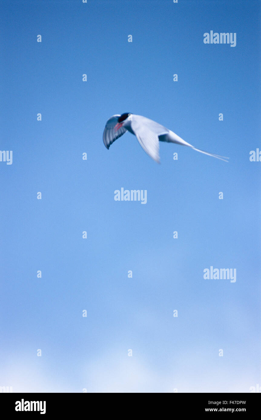 A sea swallow flying in the blue sky Stock Photo - Alamy