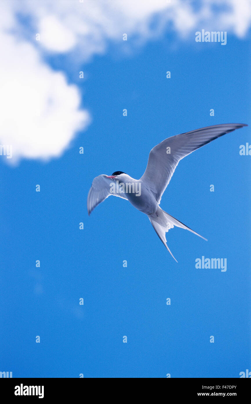 A sea swallow flying in the blue sky Stock Photo - Alamy