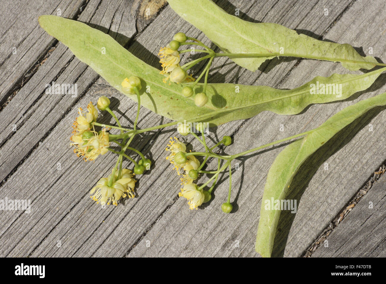 Largeleaved lime hi-res stock photography and images - Alamy