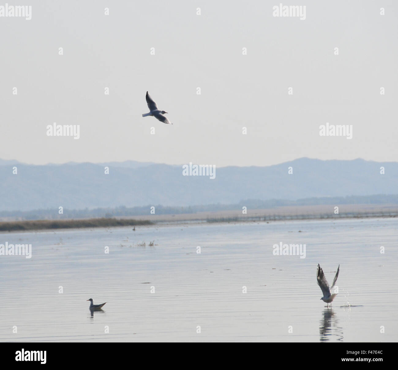 Banyan Nur, China's Inner Mongolia Autonomous Region. 15th Oct, 2015 ...