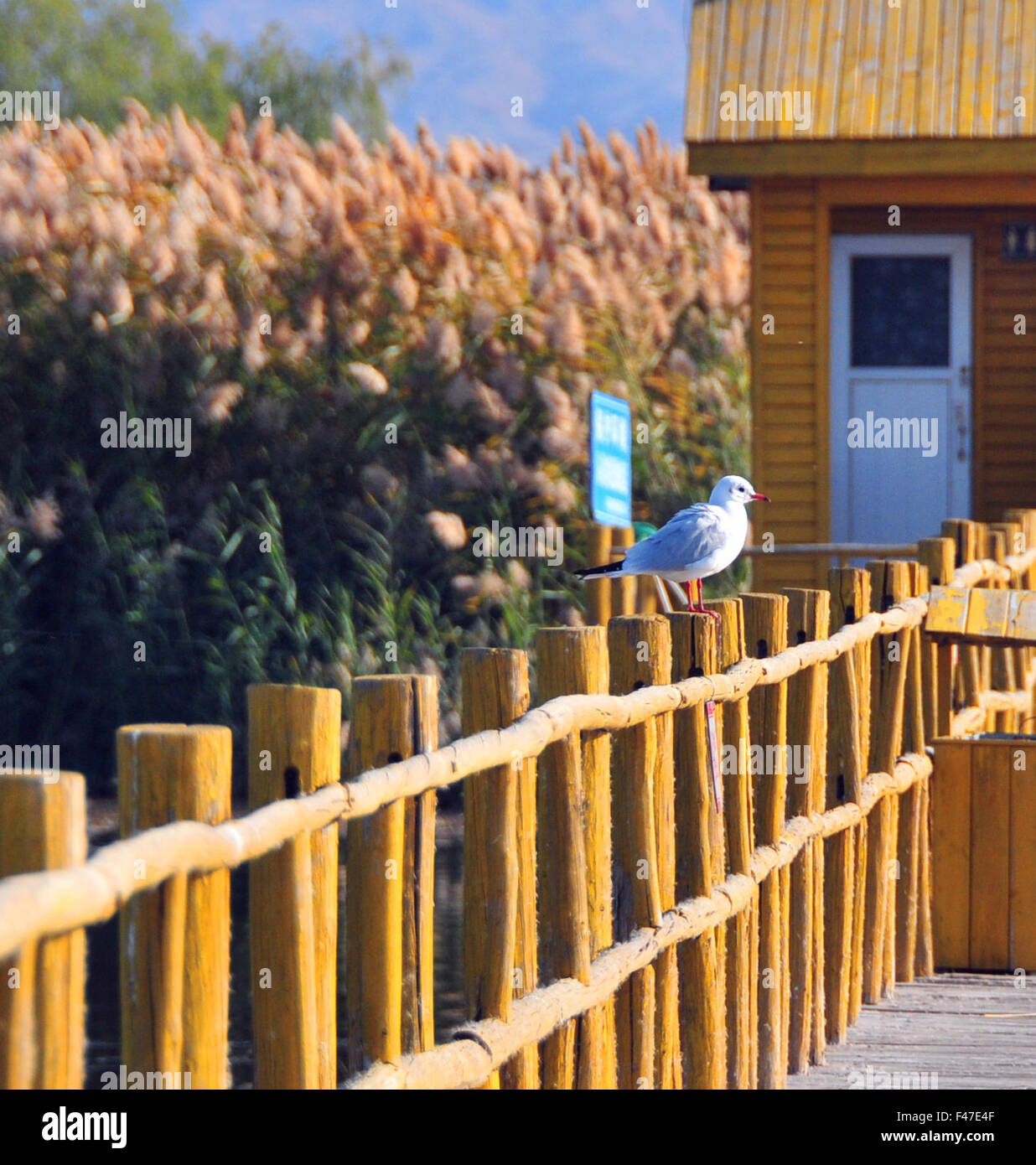 Banyan Nur, China's Inner Mongolia Autonomous Region. 15th Oct, 2015. A ...