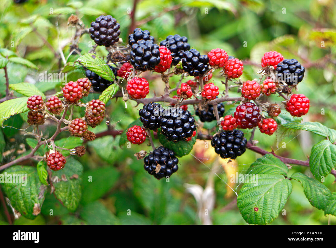 Rubus fruticosus hi-res stock photography and images - Alamy
