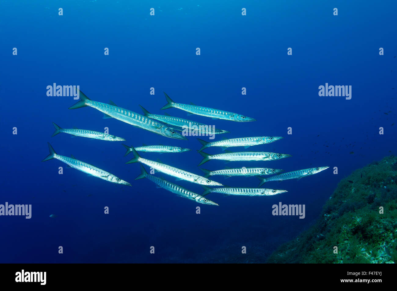 Sphyraena baracuda hi-res stock photography and images - Alamy