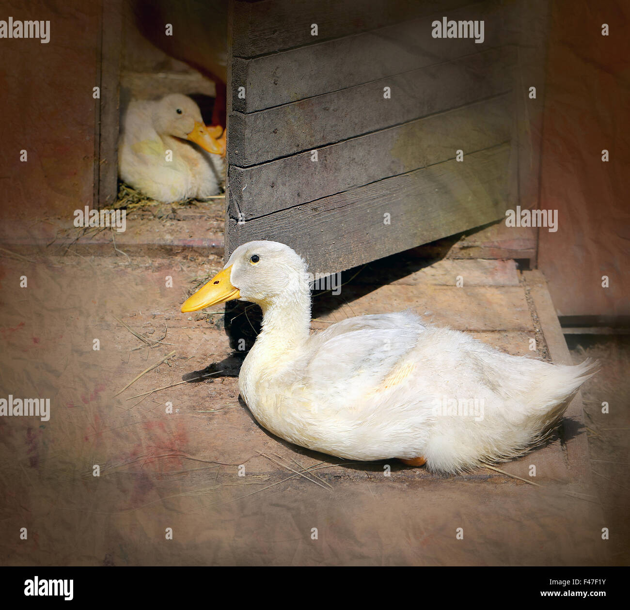 Beautiful ducks on a farm photographed close up Stock Photo - Alamy