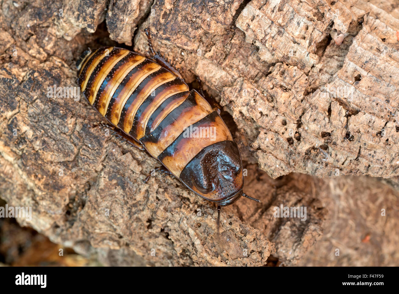 Cockroach pet hi-res stock photography and images - Alamy