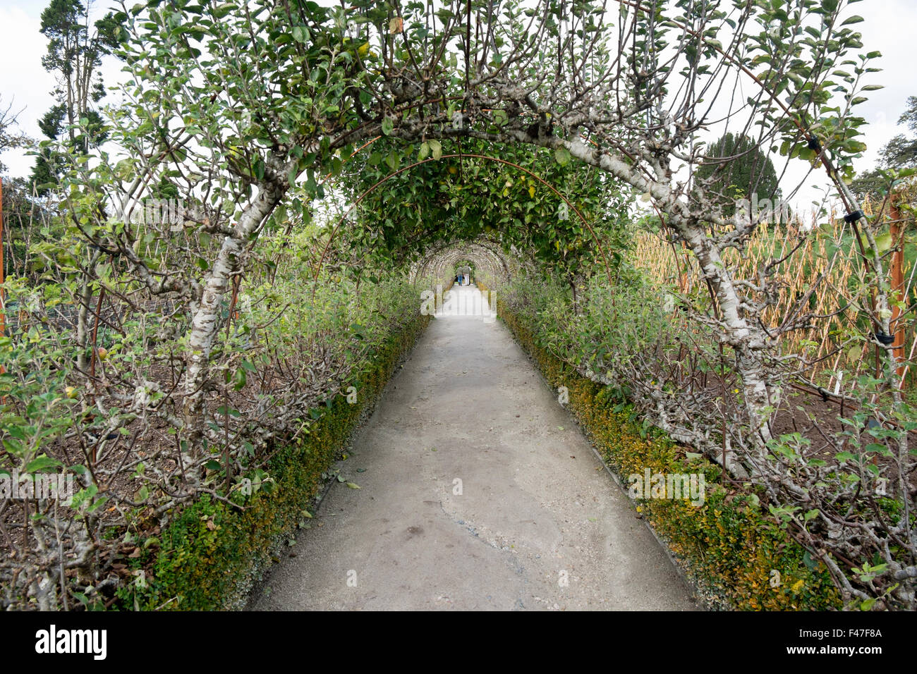 Apple trees arching over the path through the vegetable garden at The ...