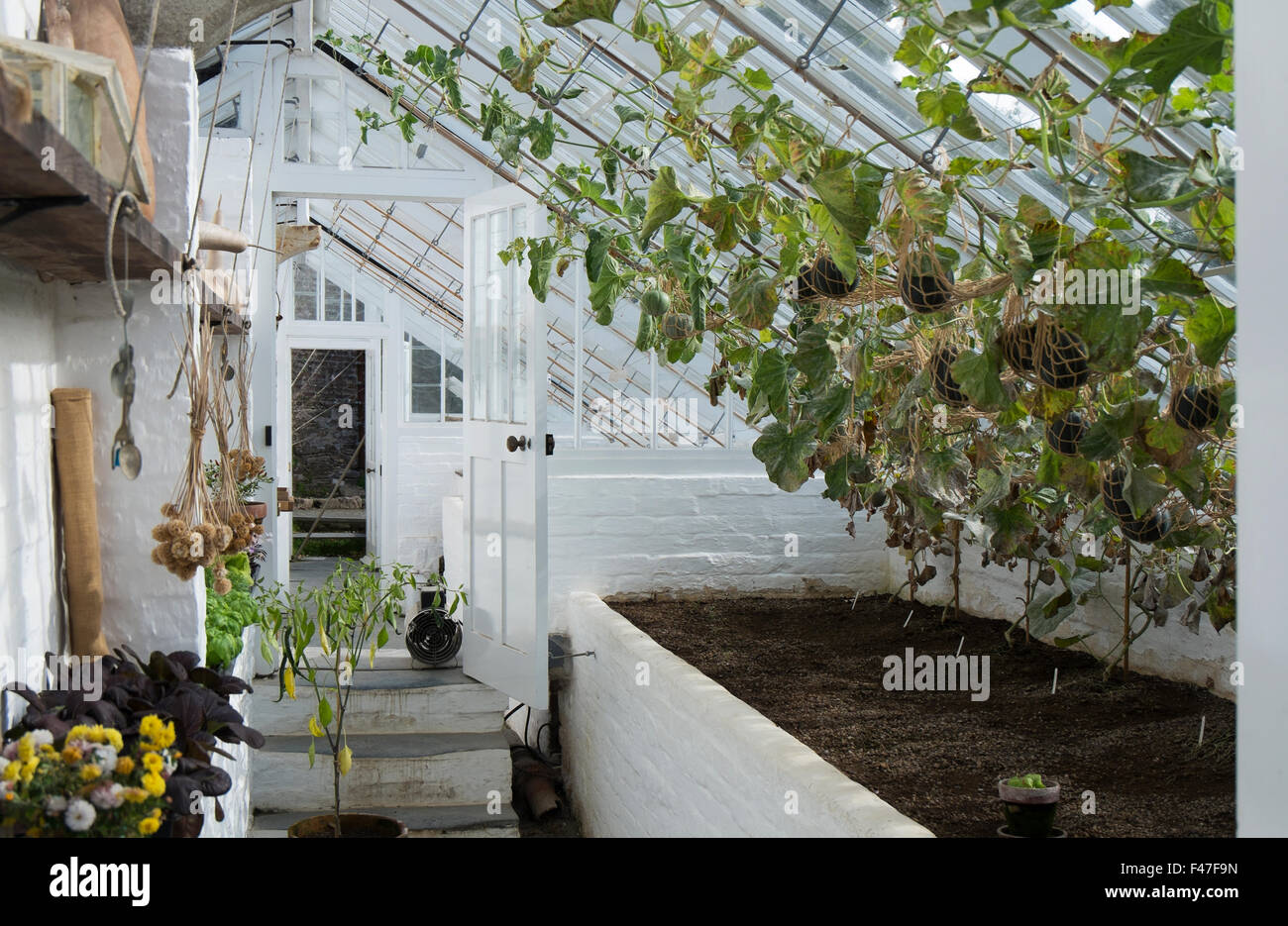 Melons growing in melon house hi-res stock photography and images - Alamy