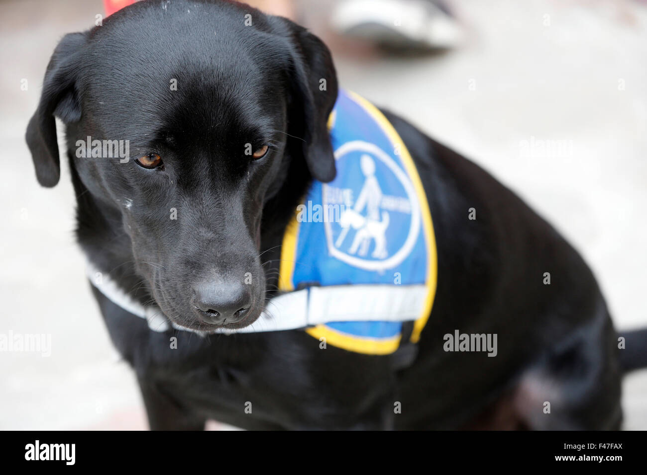 Guide dog blind labrador disabled hi-res stock photography and images ...
