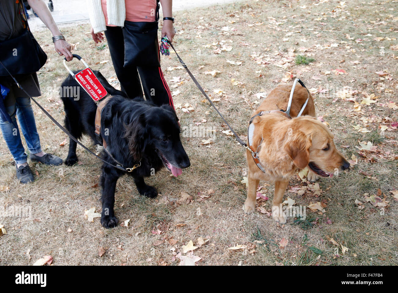 Support for visually impaired dogs hi-res stock photography and images ...