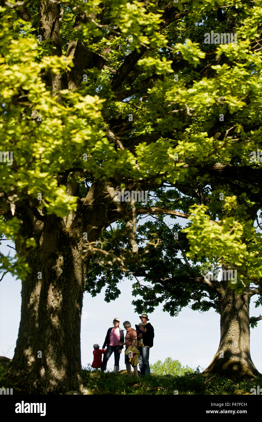 Five people standing under oak-trees, Sweden Stock Photo - Alamy