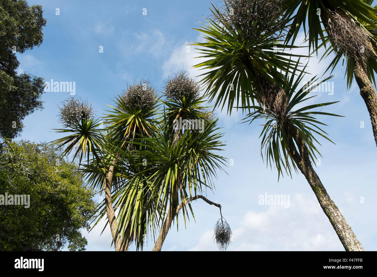 Palm trees in the Italian Garden at The Lost Gardens of Heligan ...
