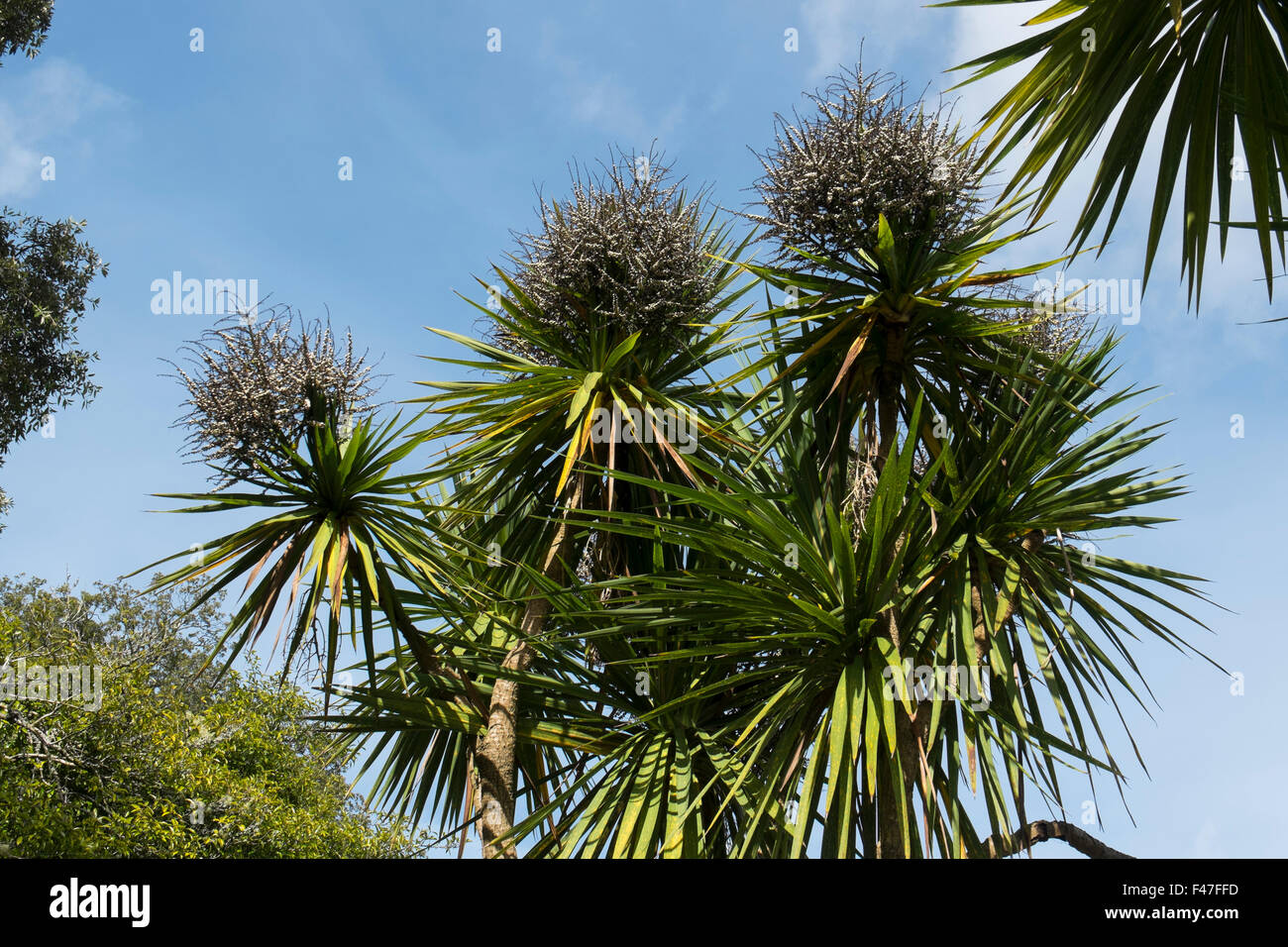 Palm trees in the Italian Garden at The Lost Gardens of Heligan ...