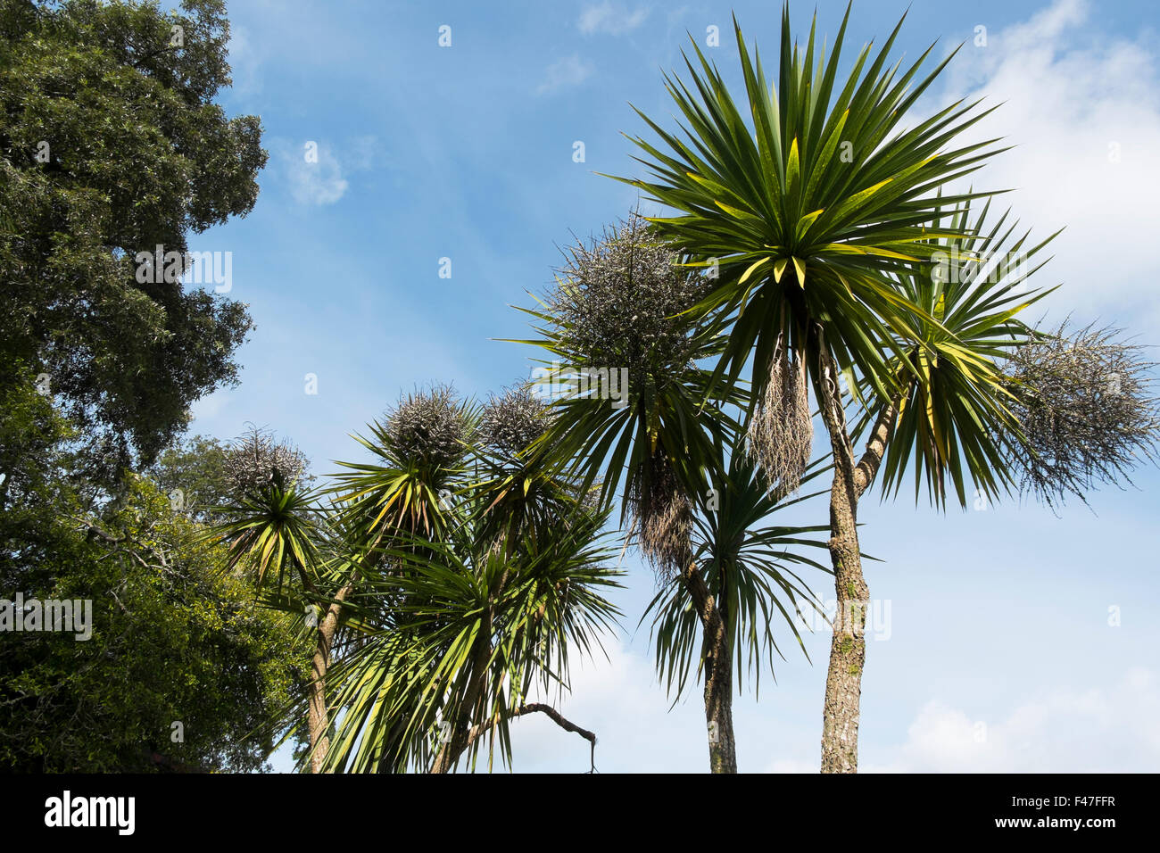 Palm trees in the Italian Garden at The Lost Gardens of Heligan ...