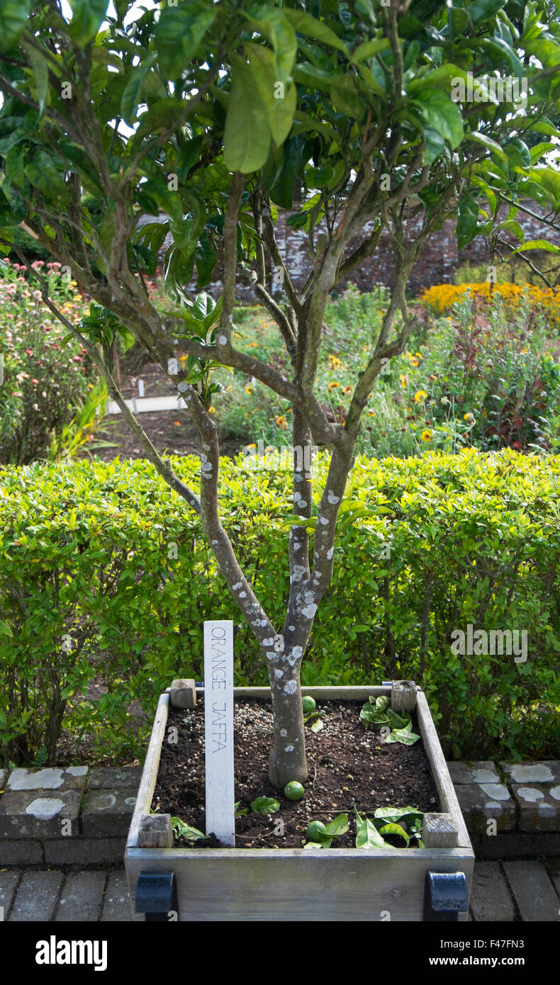 Orange Jaffa tree in a wooden planter at The Lost Gardens of Heligan ...