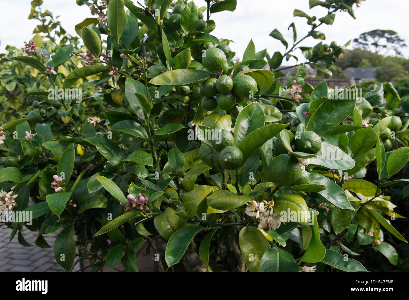 Orange Jaffa tree in a wooden container at The Lost Gardens of Heligan ...