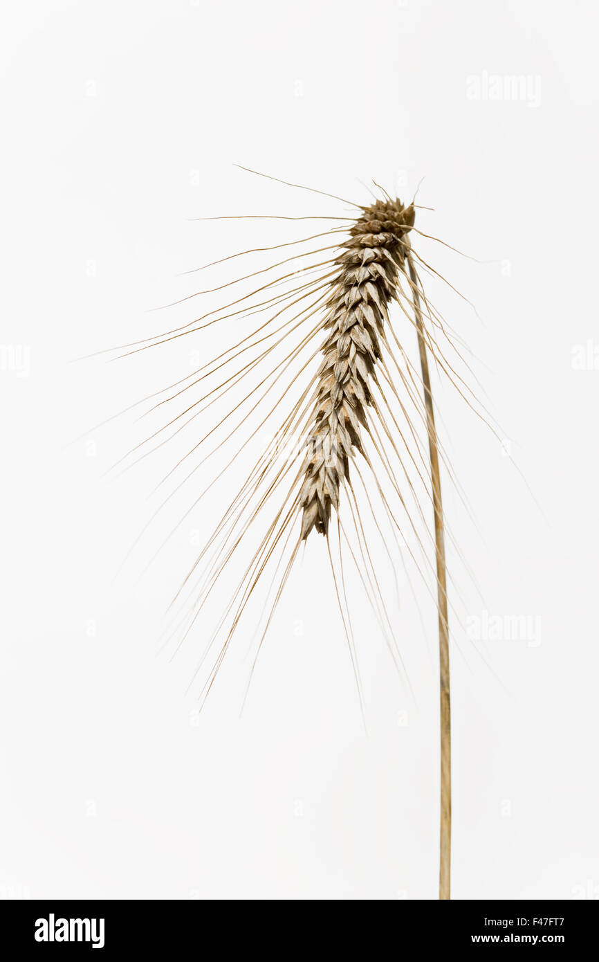 Triticale High Resolution Stock Photography and Images - Alamy