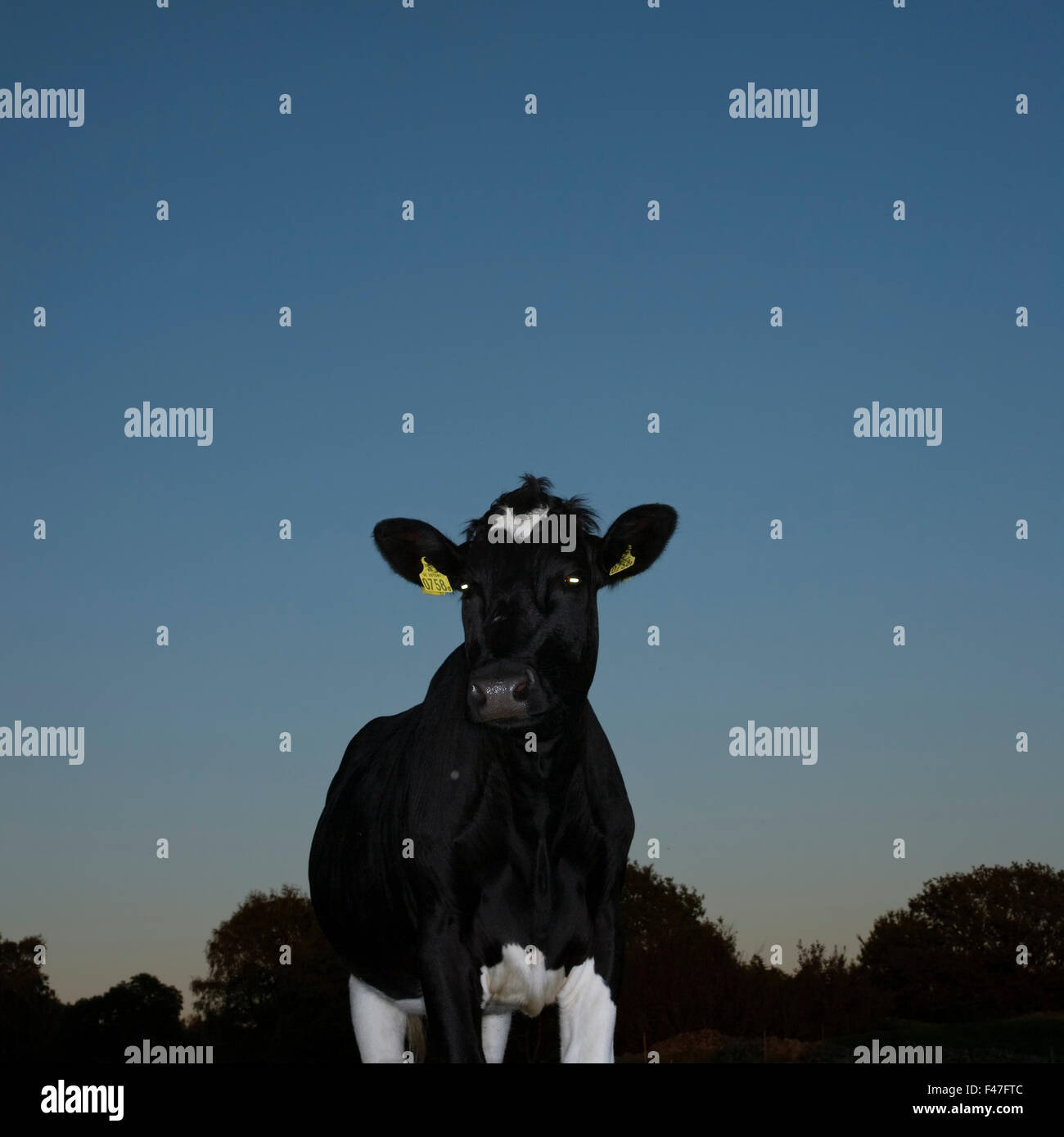 Square Cow High Resolution Stock Photography and Images - Alamy